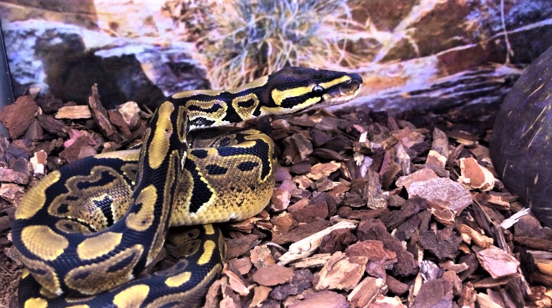 Koningspython Black Pastel (Python Regius) | Diertotaal.nl